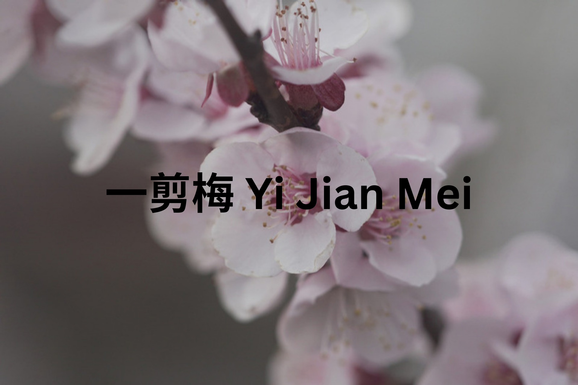 Yi Jian Mei 一剪梅